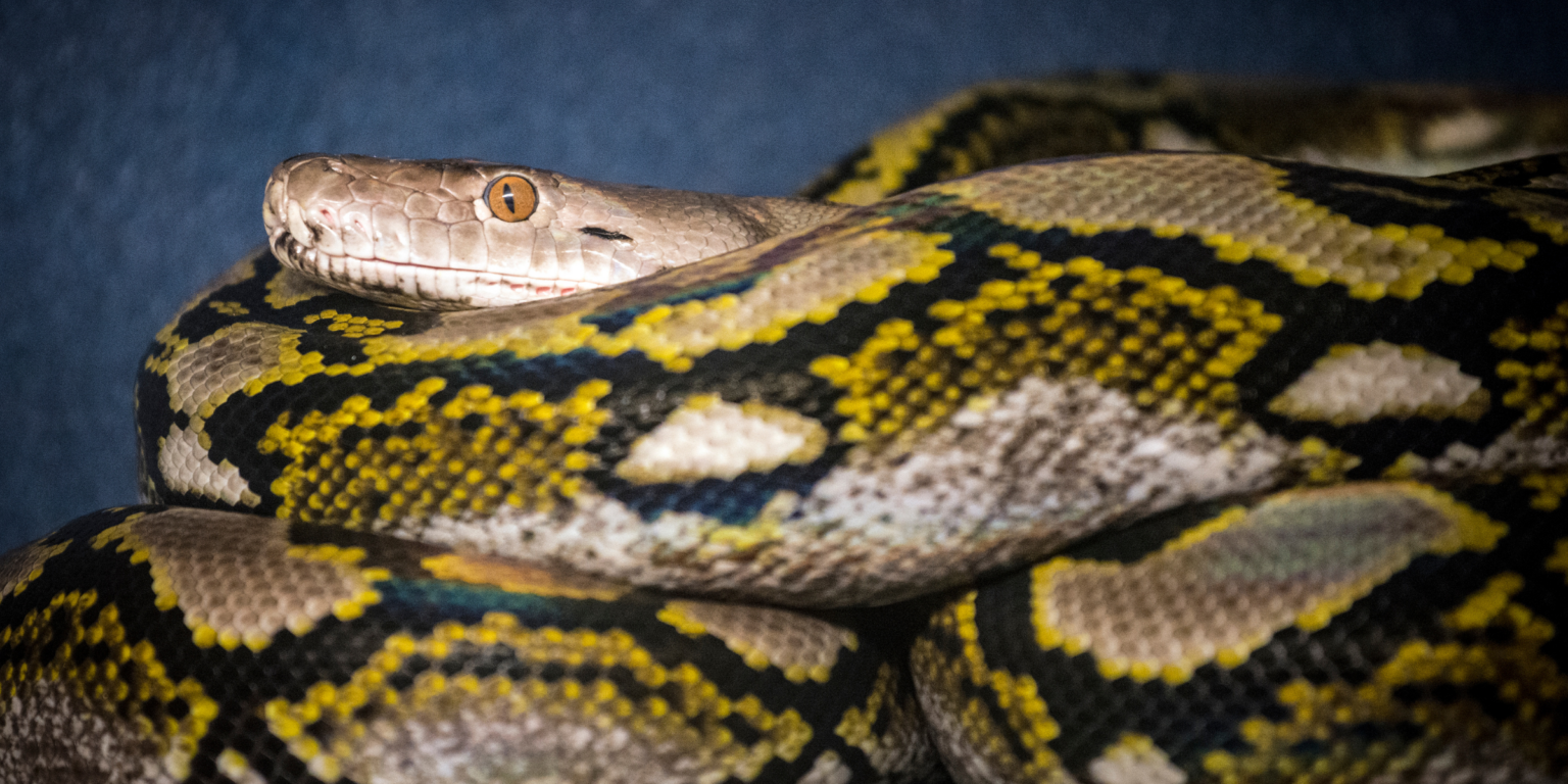 Python swallows woman whole in Indonesia | CDN Digital
