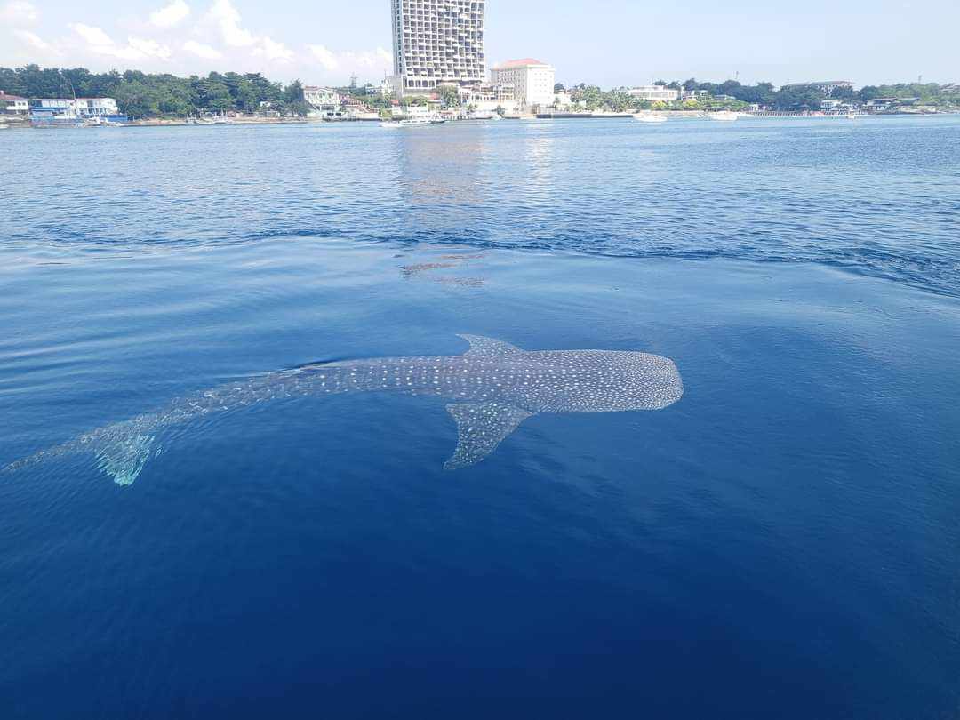 Butanding spotted in Lapu-Lapu City | Cebu Daily News