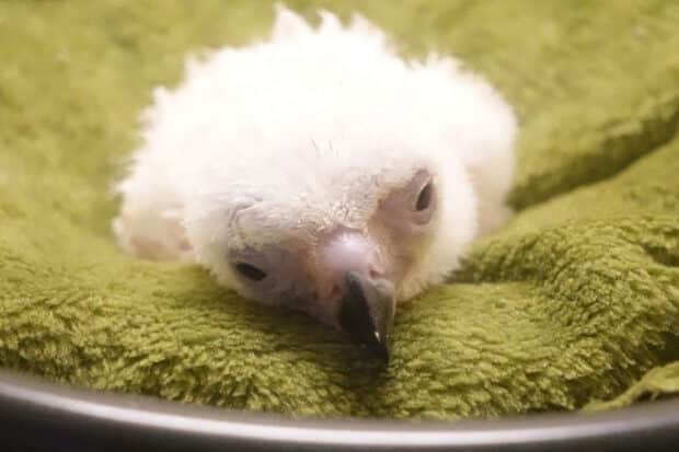 'Baby' Philippine Eagle: Hatchling stirs hope for endangered raptor