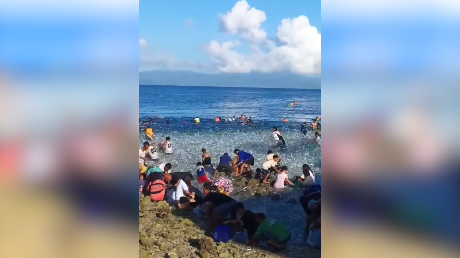 Why did herrings (toloy) swarm the seashores of Moalboal? BFAR-7 explains | Cebu Daily News