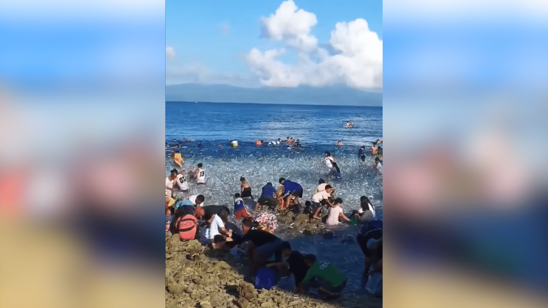 Why did herrings (toloy) swarm the seashores of Moalboal? BFAR-7 explains | Cebu Daily News
