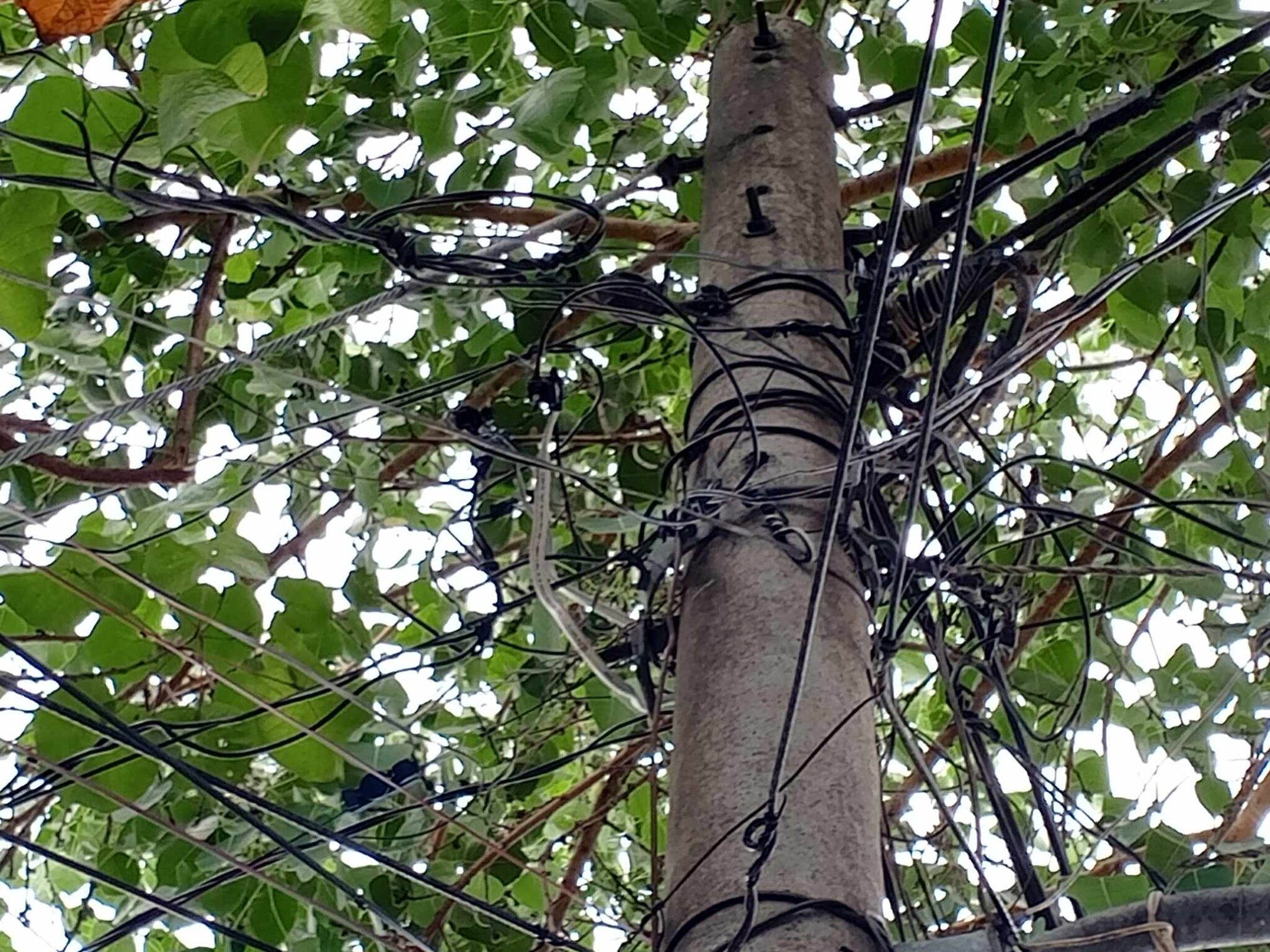 Visayan Electric Co.: Understanding the dangers of direct tapping ...