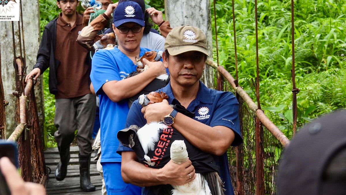 3 PH eagles transferred to Mahagnao, Leyte from Davao | Cebu Daily News