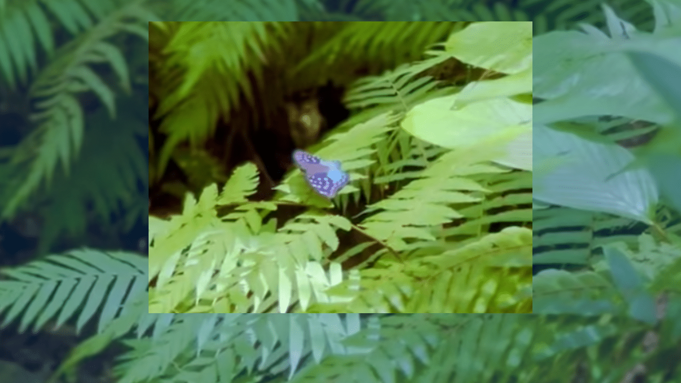 A beautiful chance encounter with the Ormocana Butterfly