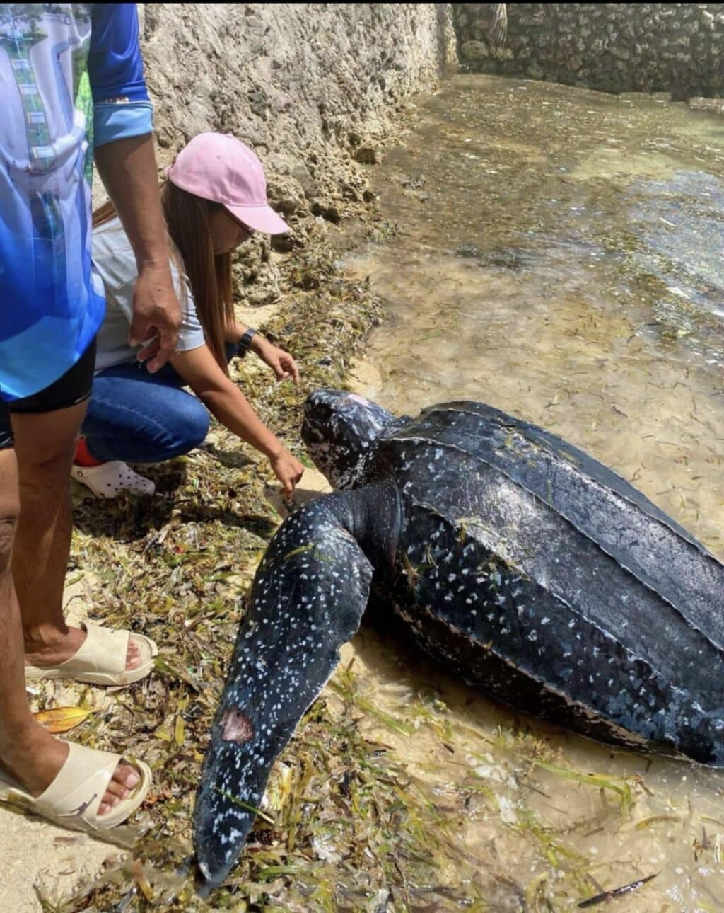 Critically endangered leatherback sea turtle found dead in Bogo City