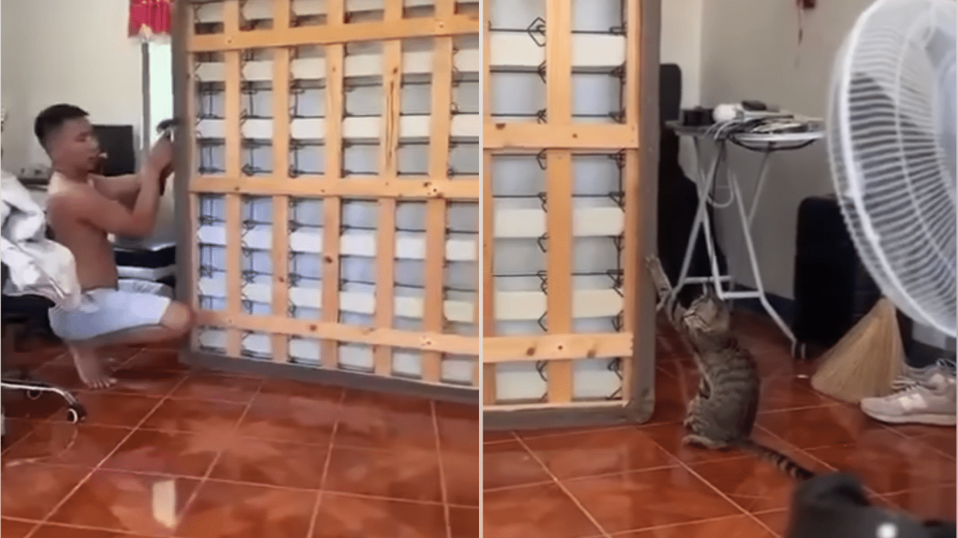 Caught in the act: Cebu cat goes viral for ‘helping’ with home repair