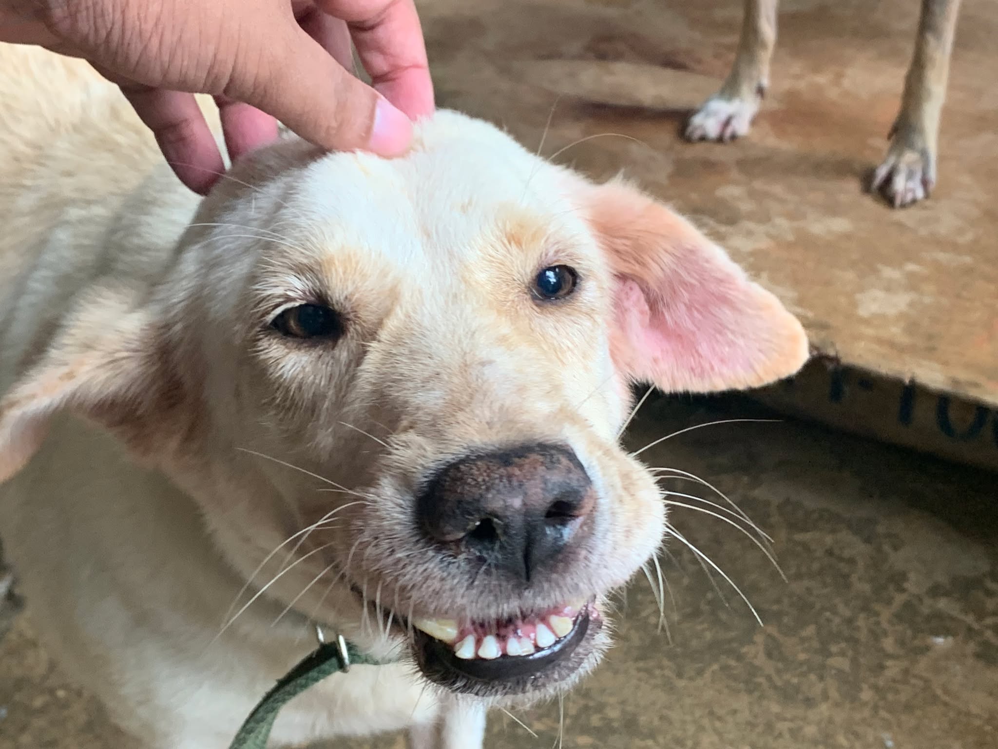 Fueled by Compassion: The Story Behind MARO’s Lifesaving Mission | Cebu ...