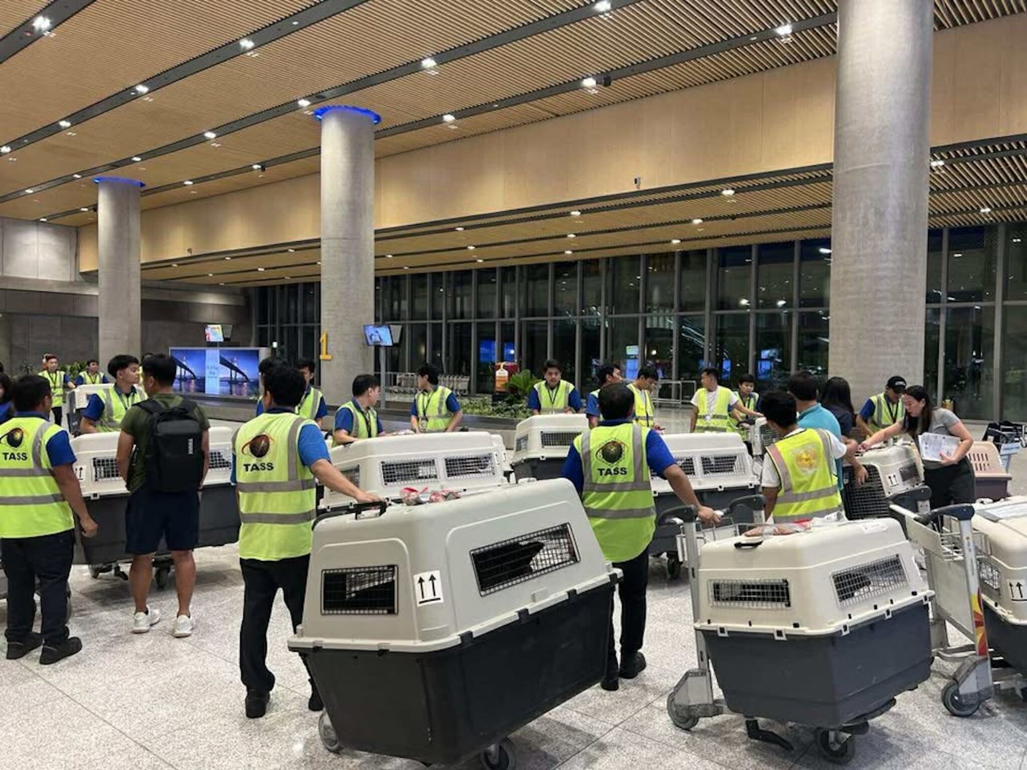 OFW rescues 12 desert dogs from Kuwait, gives them new life in Cebu