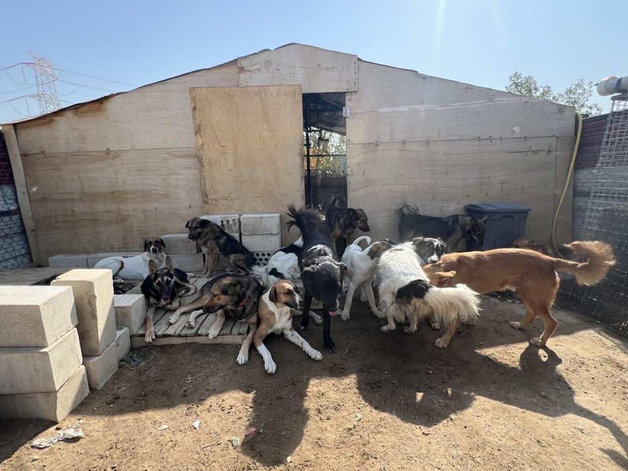 OFW rescues 12 desert dogs from Kuwait, gives them new life in Cebu