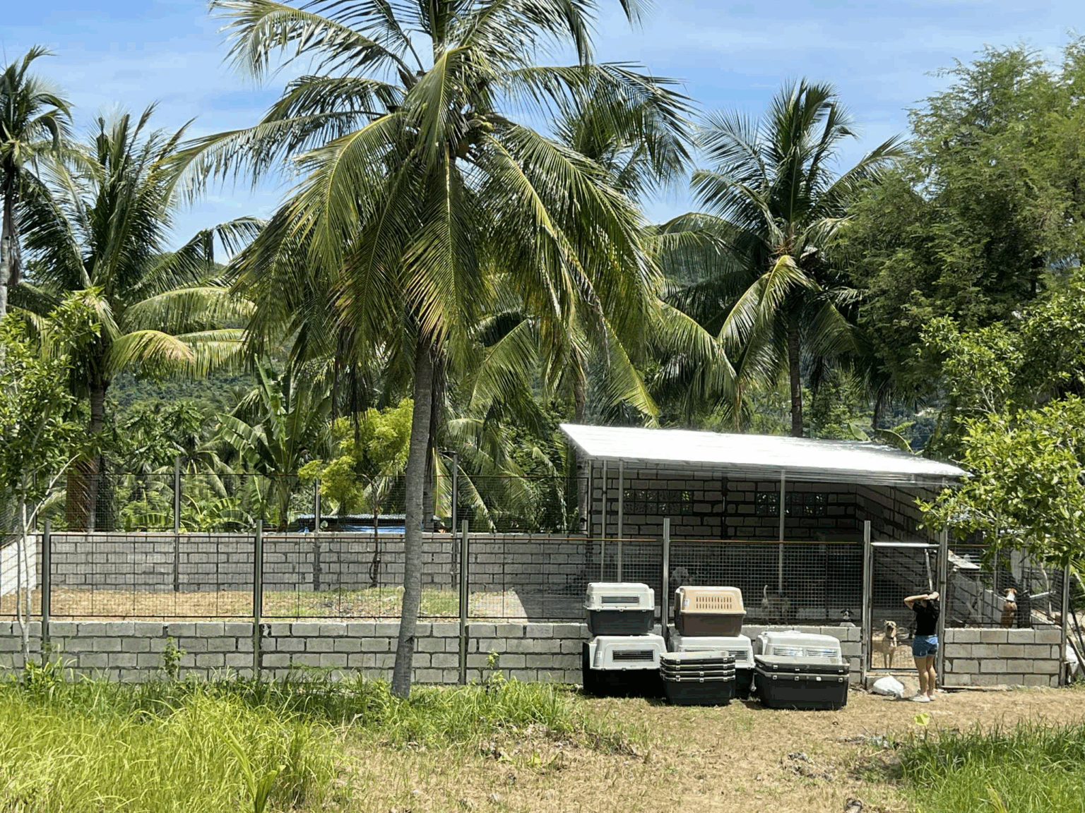 OFW rescues 12 desert dogs from Kuwait, gives them new life in Cebu