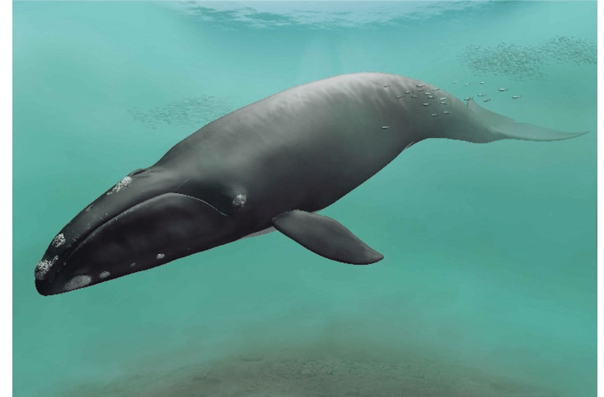 New whale species discovered in Hokkaido - study