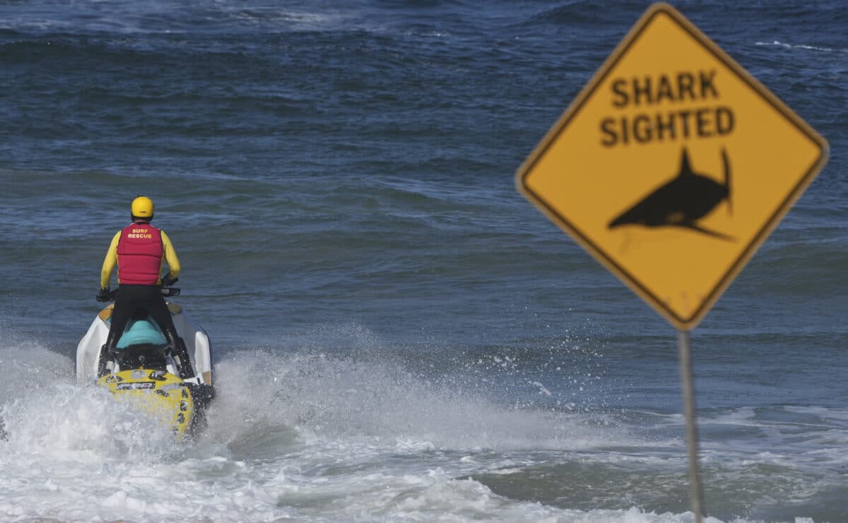 Shark kills beachgoer near Sydney