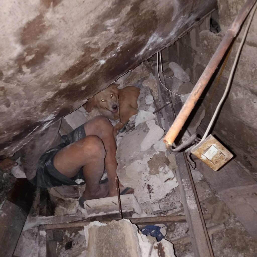 Cebu quake: 'hero dog' rescued after 'shielding' family