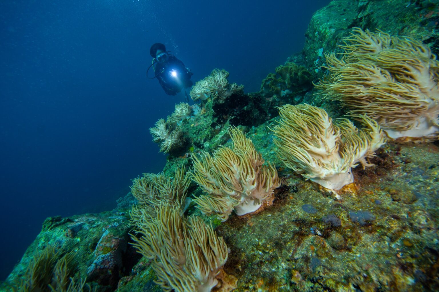 DOT eyes two new underwater attractions off Samar Island