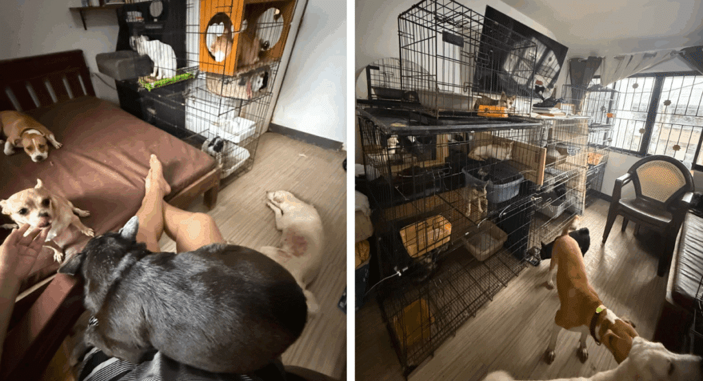Fur mom in the flood: A rescuer's battle to save 53 pets during Typhoon ...
