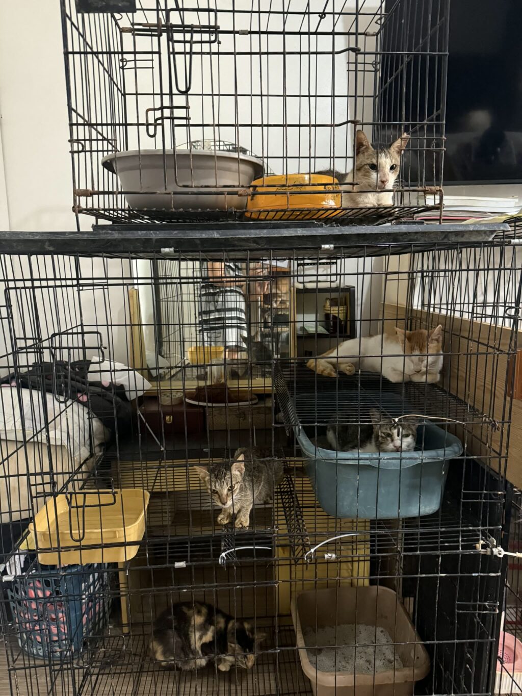 Fur mom in the flood: A rescuer's battle to save 53 pets during Typhoon ...