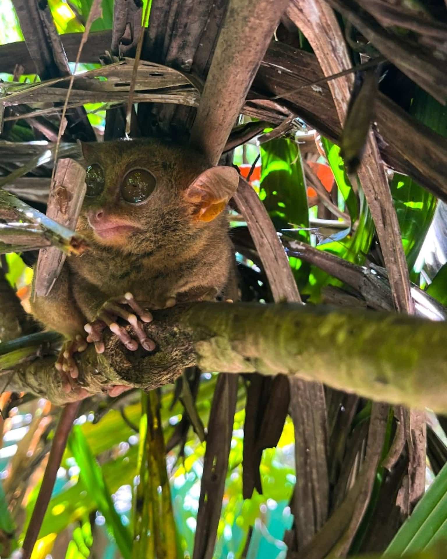 Bohol tarsiers: Protecting one of nature's most fragile primates
