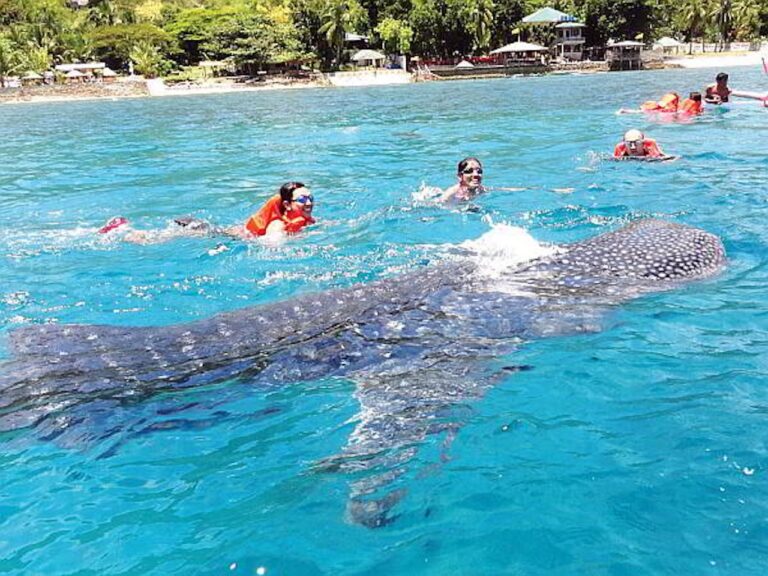 Oslob's whale sharks have not left: Where are they?